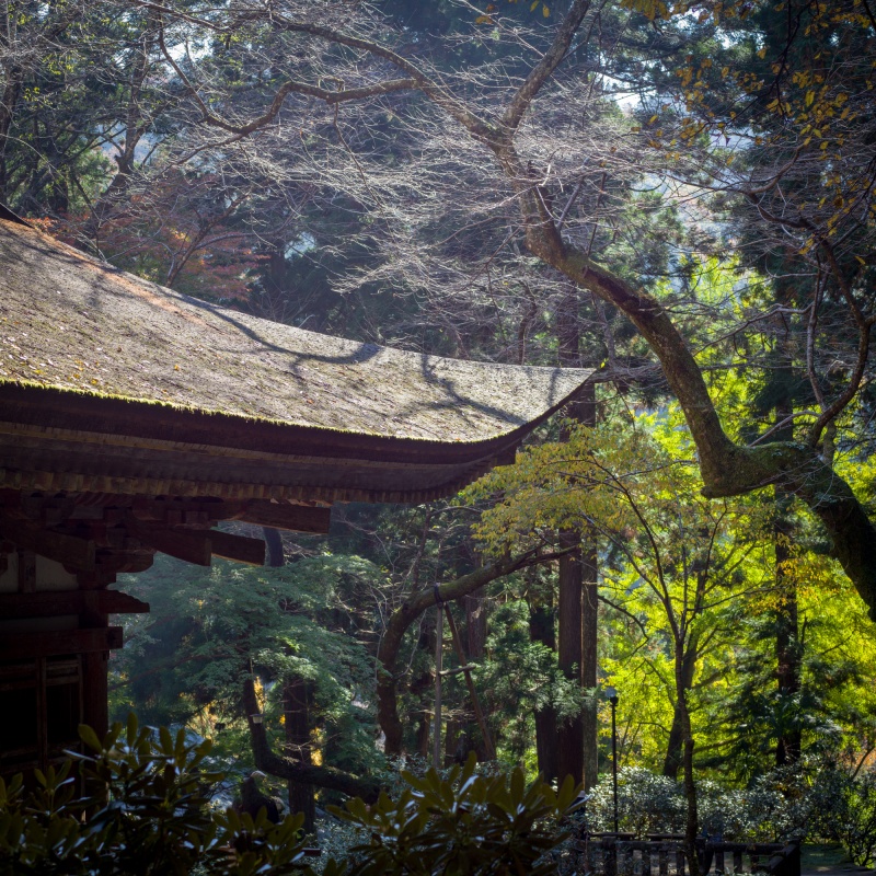 INSPIRATION - SHIGUCHI